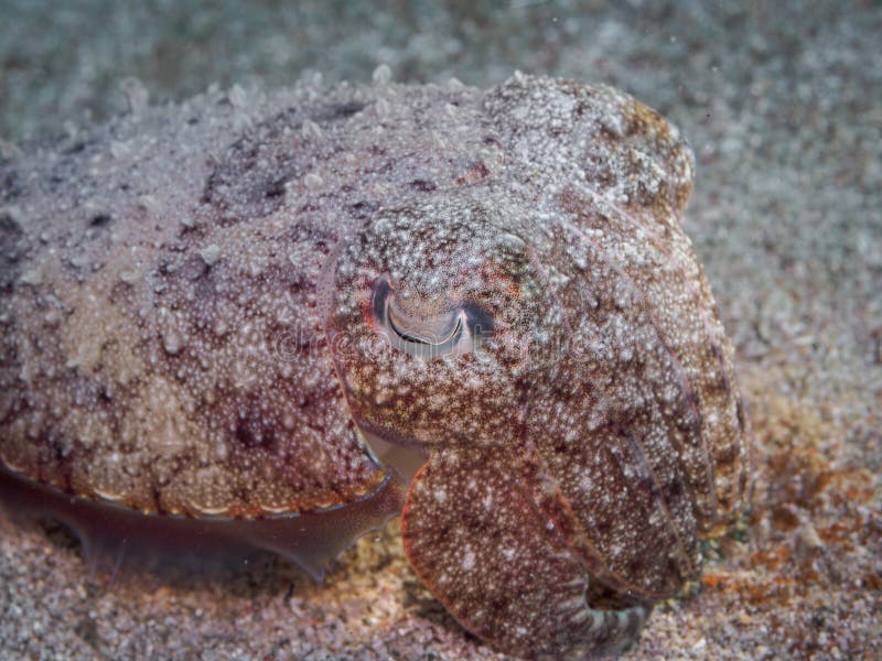 Cuttlefish stock photo. Image of hunter, life, color - 99520330