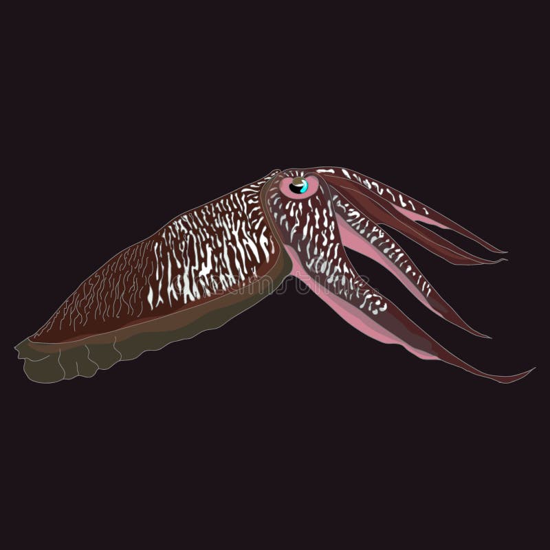 Cuttlefish Sepia Stock Illustrations – 55 Cuttlefish Sepia Stock ...