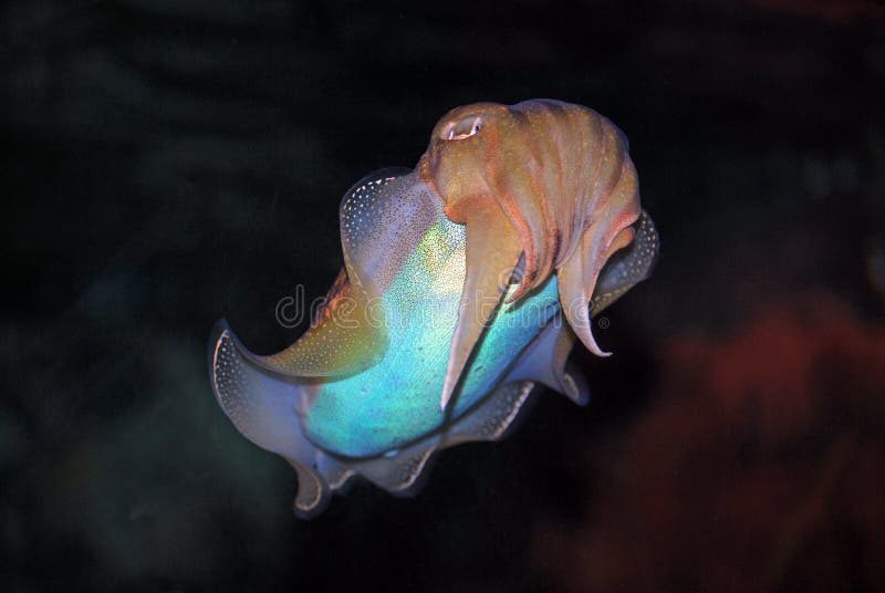 Cuttlefish stock image. Image of teal, wildlife, marine - 36451317