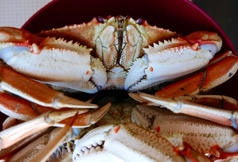 Crabe Montrant Les Oeufs Et La Viande De Crabe Composition Verticale ...