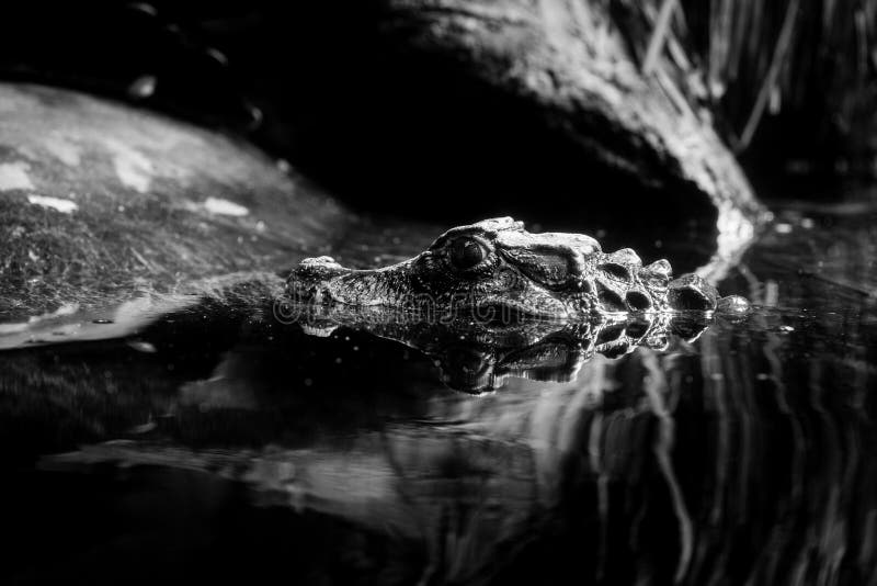 Cuvier`s Dwarf Caiman Black and White Animals Portraits Stock Image ...