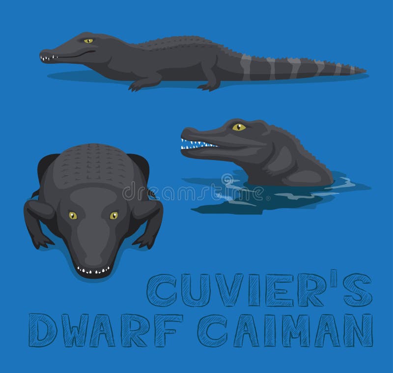 Caiman Stock Illustrations – 3,648 Caiman Stock Illustrations, Vectors ...