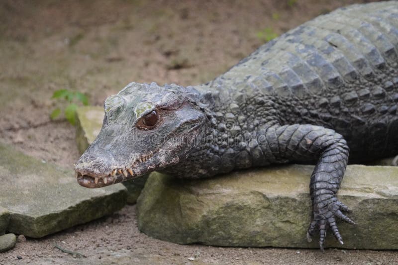 Cuvier s dwarf caiman stock photo. Image of paleosuchus - 310444742