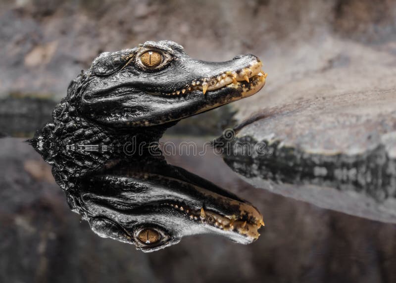 Cuvier s dwarf caiman stock photo. Image of crocodile - 269862418