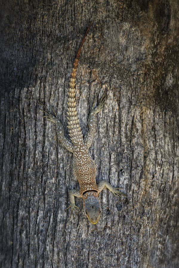 Cuvier`s Madagascar Swift - Oplurus Cuvieri Stock Image - Image of gray ...