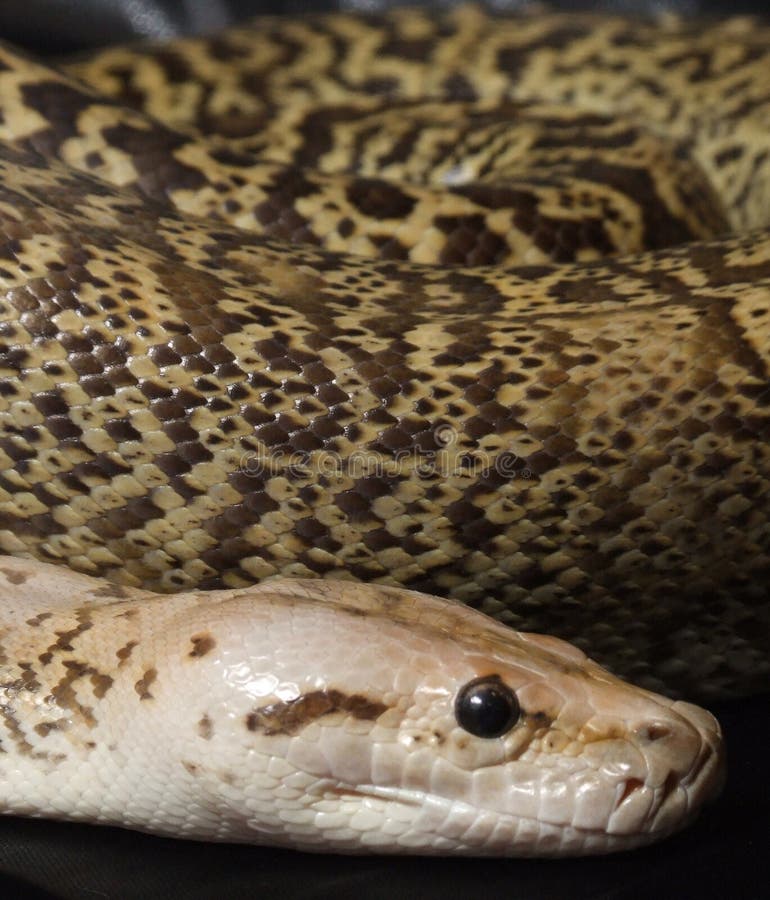 CVloseup De Un Granito Bermese Python Foto de archivo - Imagen de bola ...