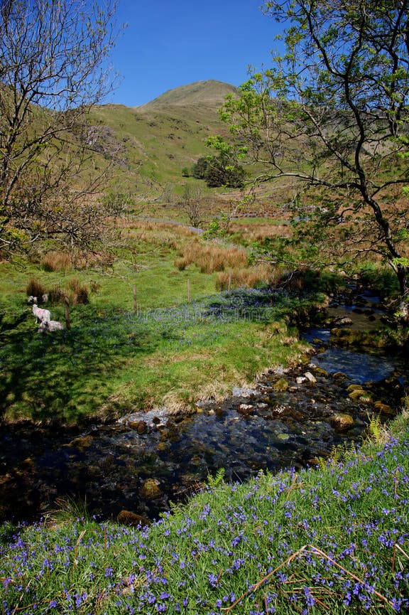 Cwm Pennant stock image. Image of blue, bluebell, stream - 25144951