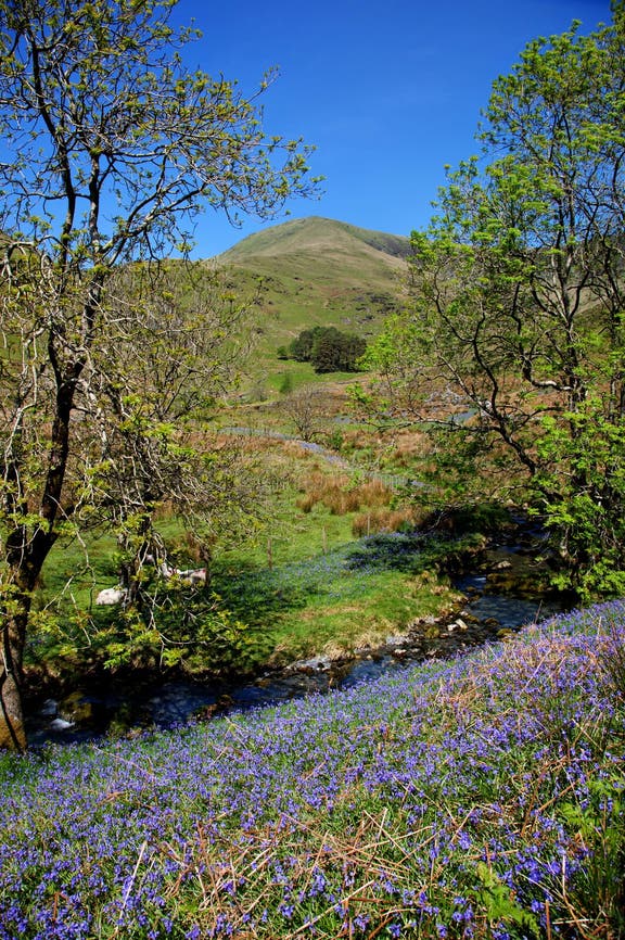 Cwm Pennant stock image. Image of bluebells, valley, national - 25145053