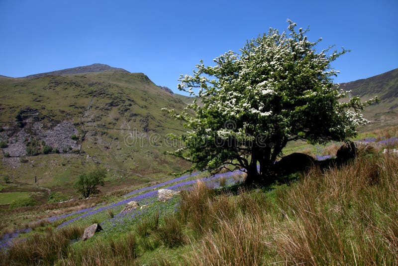 Cwm Pennant stock image. Image of snowdonia, park, spring - 25824177