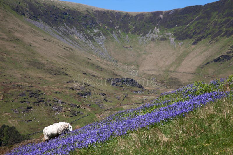 Cwm Pennant stock image. Image of snowdonia, valley, bluebells - 25824227
