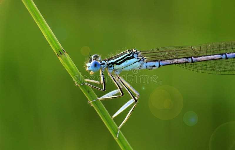 Cyan Dragonfly stock image. Image of animal, turkiye - 55618313