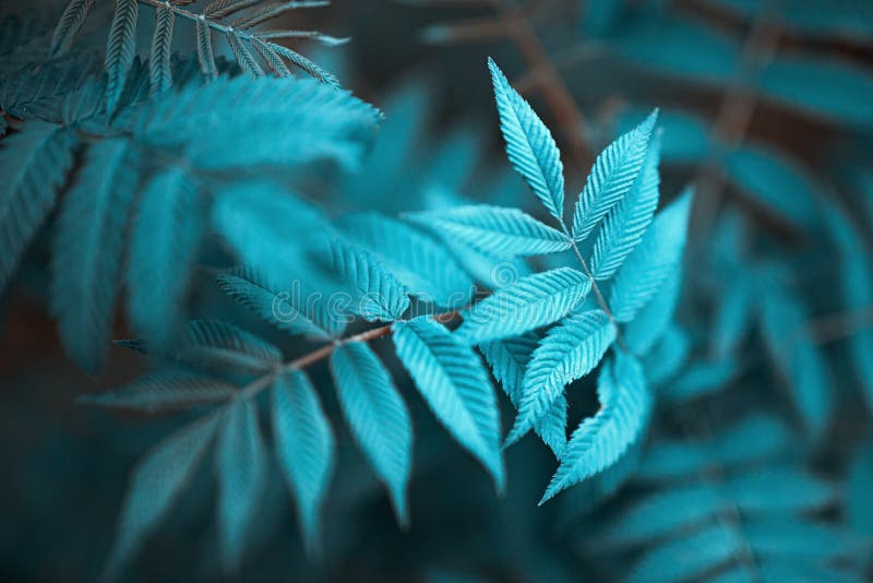 Cyan Leaves on a Blurry Background. Fresh Wallpaper Concept. Stock ...