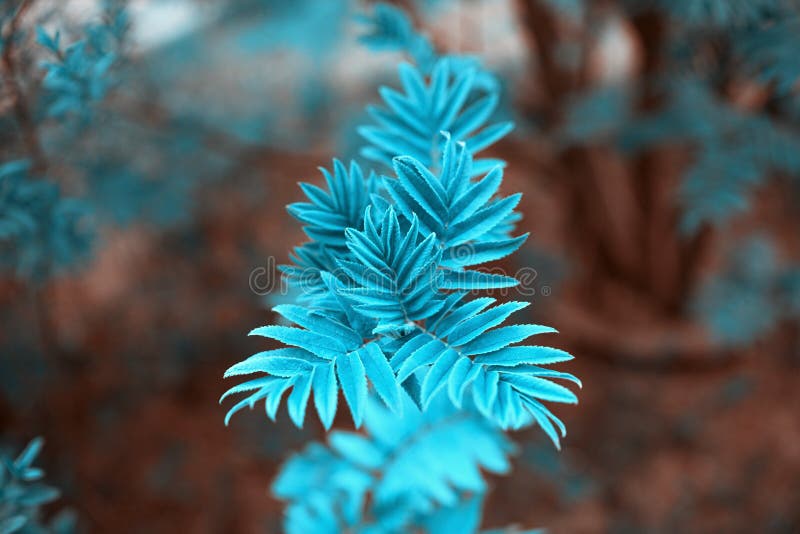 Cyan Leaves on a Blurry Background. Fresh Wallpaper Concept Stock Image ...