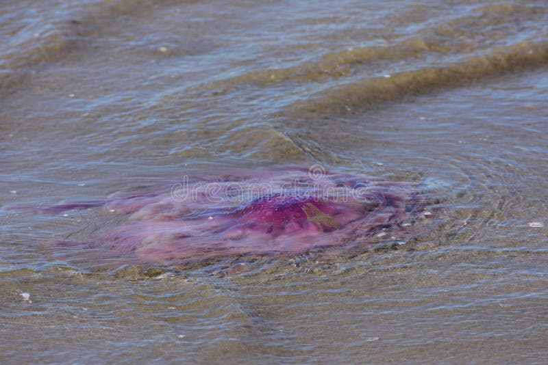 Cyanea jellyfish on beach stock image. Image of water - 79888045