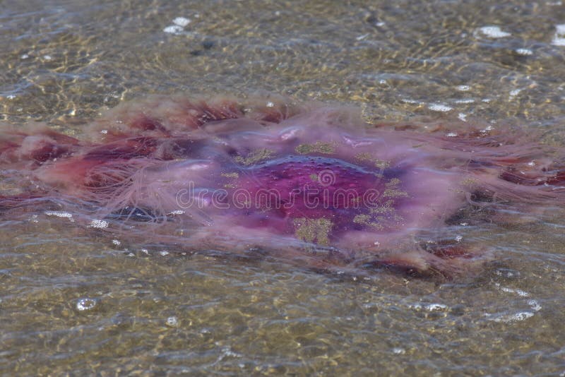 Cyanea jellyfish on beach stock photo. Image of ocean - 79888326
