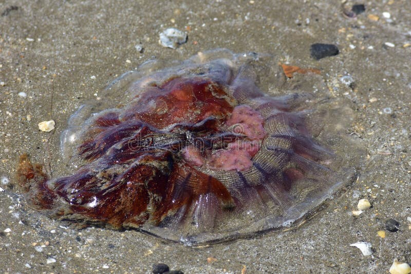 Cyanea jellyfish on beach stock photo. Image of cnidaria - 79888514