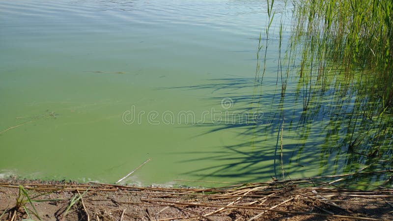 Cyanobacteria in the Lake in Late Summer Stock Photo - Image of coast ...