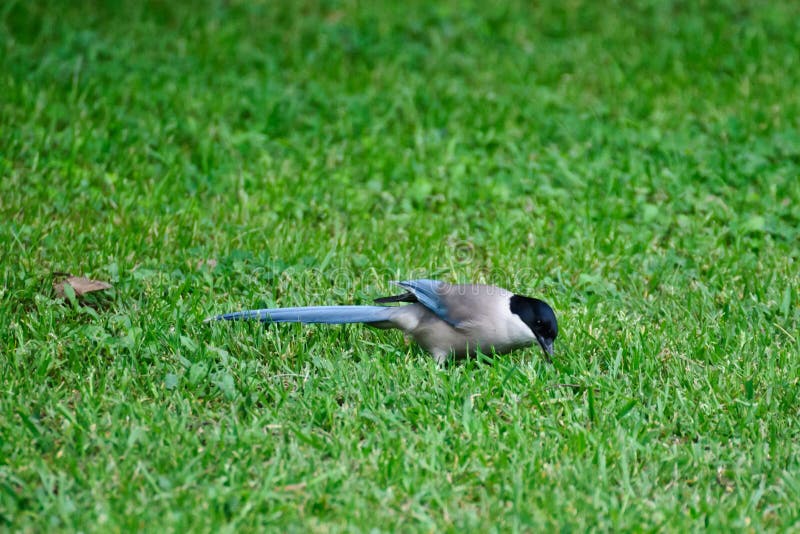 Cyanopica cyana stock photo. Image of foraging, bird - 41839384