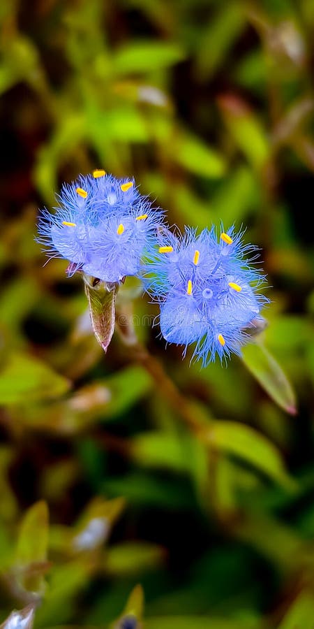 Cyanotis Flower from the Wild Stock Image - Image of petal, herb: 249742341