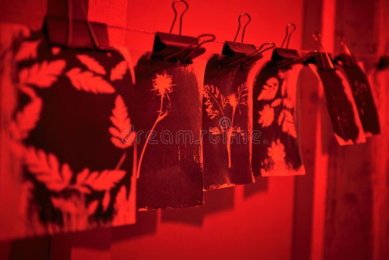 Cyanotype Process in the Red Room Stock Photo - Image of group, people ...