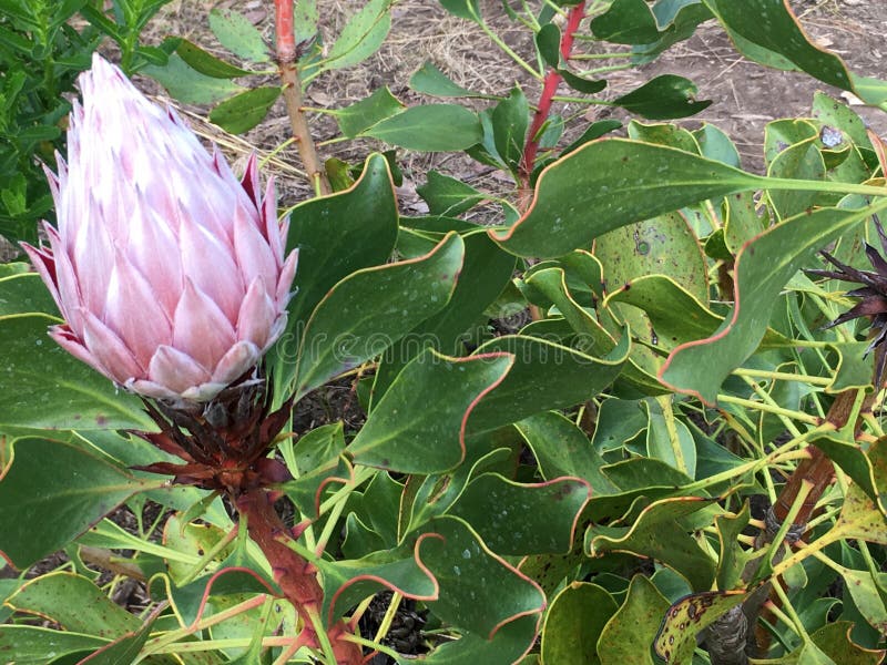 Cyanroides Del Protea, El Rey Protea Foto de archivo - Imagen de maleza ...