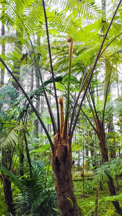 Cyathea Cooperi Also Known As Tree Fern in the Forest. Stock Photo ...