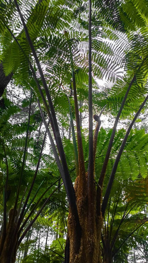 Cyathea Cooperi Also Known As Tree Fern in the Forest. Stock Image ...