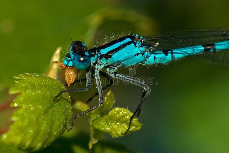 Formiga azul com larva imagem de stock. Imagem de vara - 13450139