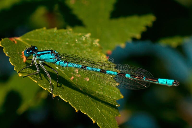 Formiga azul com larva imagem de stock. Imagem de vara - 13450139