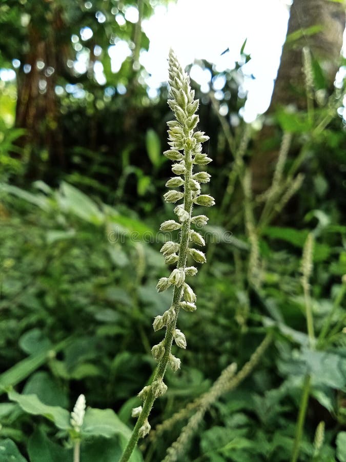 Cyathula prostrata stock photo. Image of abstract, prostrataflower ...
