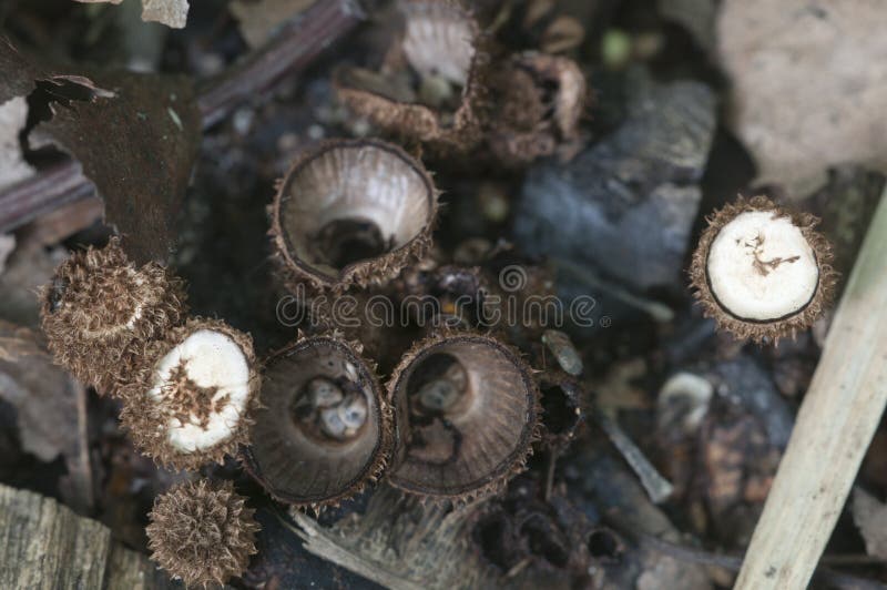 Cyathus striatus stock photo. Image of grey, white, leaf - 79144812