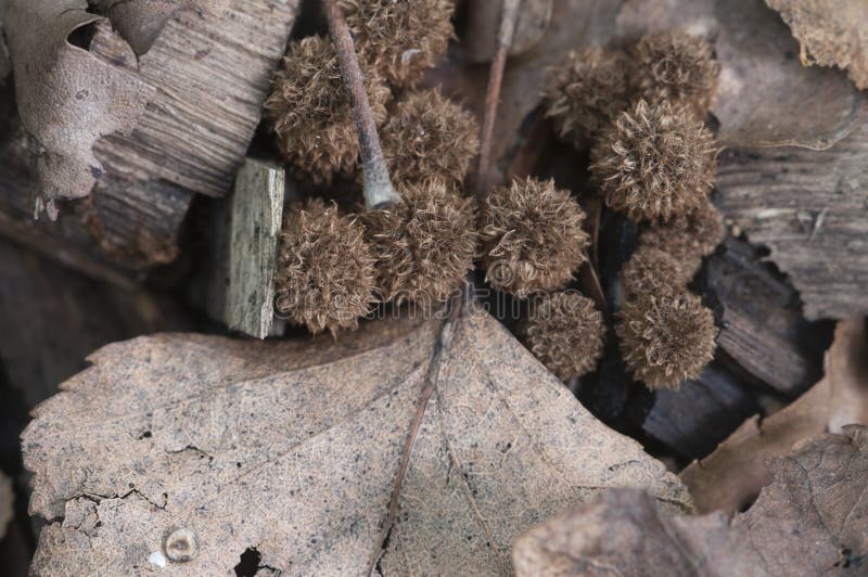 Cyathus striatus stock image. Image of saprobic, forest - 79152249