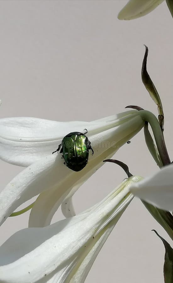 Green metallic Lilly bug stock image. Image of invertebrate - 185769799