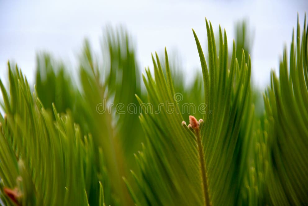 Cyca in full greenery stock image. Image of summer, cycas - 124495037