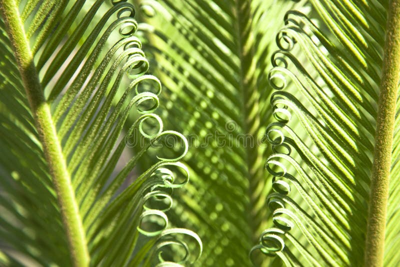 Cycad stock image. Image of flora, cycad, growth, background - 25208183