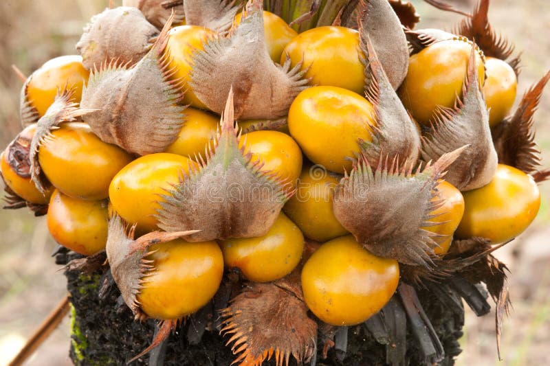 Cycad. stock image. Image of grow, foliage, flourish - 25790791