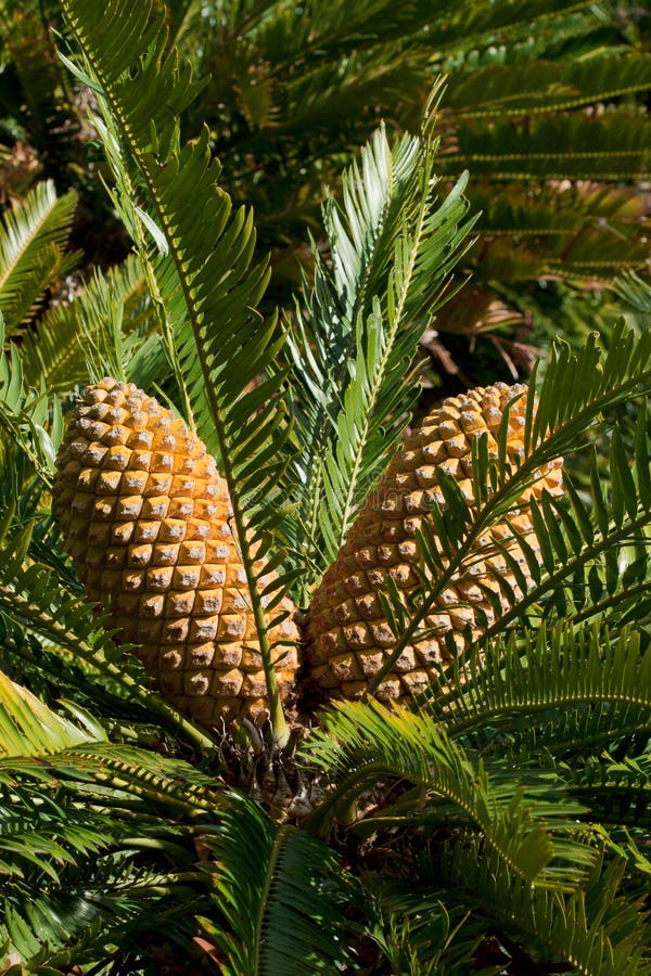 Female Encephalartos Lehmannii Cycad With Cone Stock Photo - Image of ...