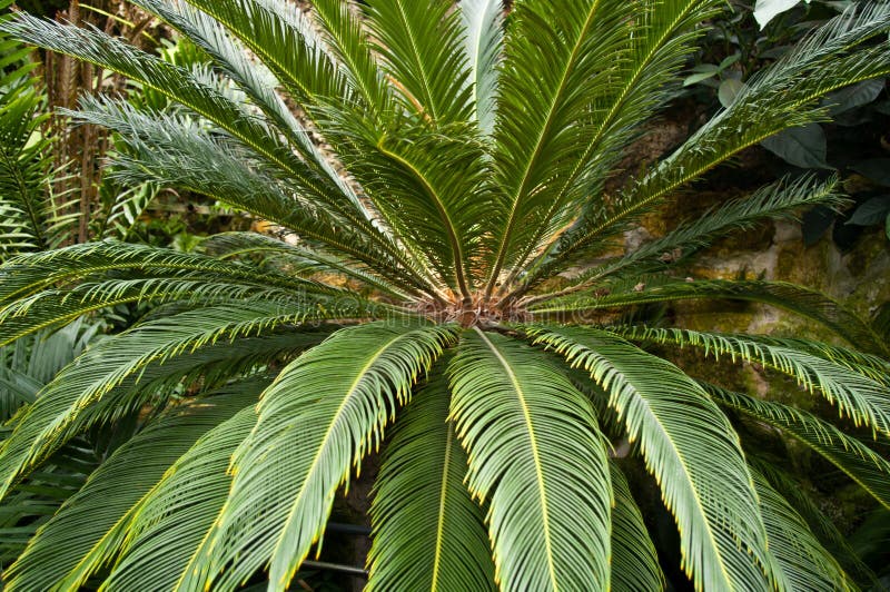 Cycad foliage stock image. Image of cycadales, background - 21494669