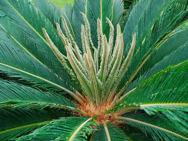 Cycad growth stock image. Image of green, plantae, leaf - 65394095