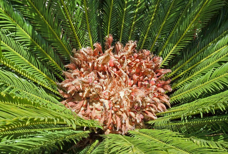 Cycad of Japan stock image. Image of shell, shoot, revoluta - 25772739