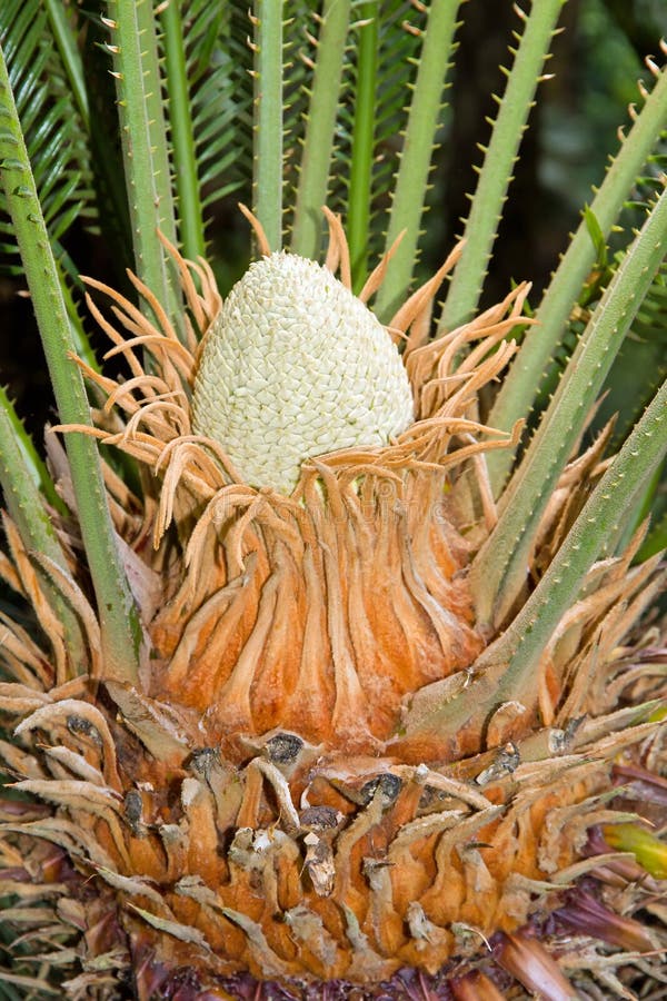 Cycad of Japan stock image. Image of shell, shoot, revoluta - 25772739