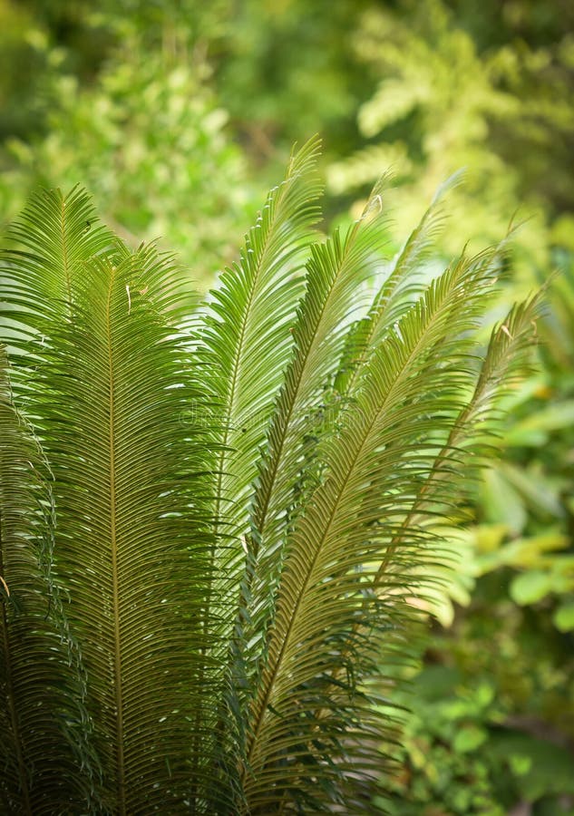 Plants cycad stock image. Image of cycad, herb, arch - 99788355