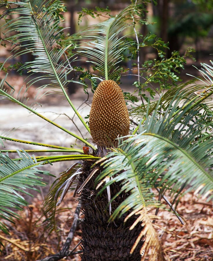 Australian Cycad Macrozamia Miquelii with Fruit Stock Photo - Image of ...