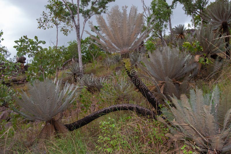 Cycad Plants stock image. Image of calcicola, cycas - 224582145