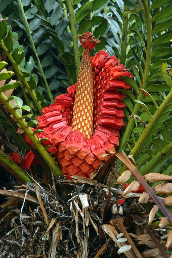 Cycad seeds stock photo. Image of seed, cycads, mature - 261310