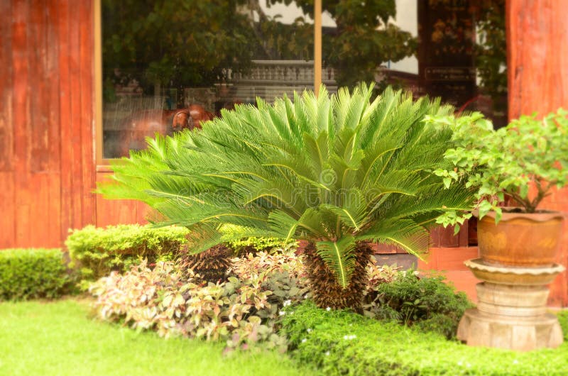 Cycad Tree beside the House Stock Image - Image of garden, house: 60650275