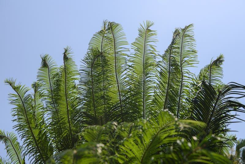 Cycad Tree on Natural Background Stock Photo - Image of arch, nature ...
