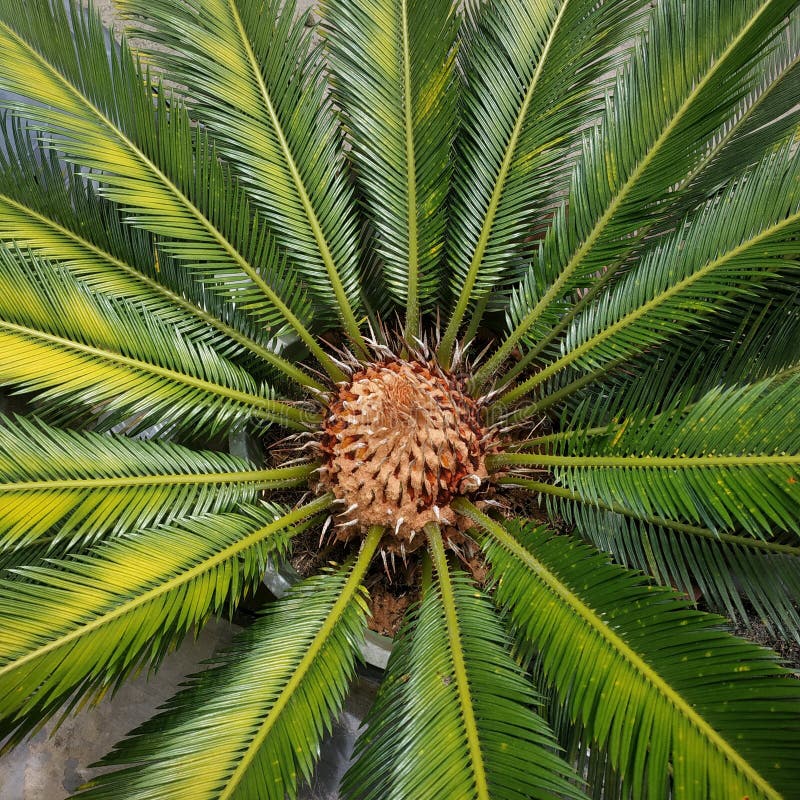 Cycad Tree Ornamental Plant Stock Image - Image of plant, cycad: 259334917
