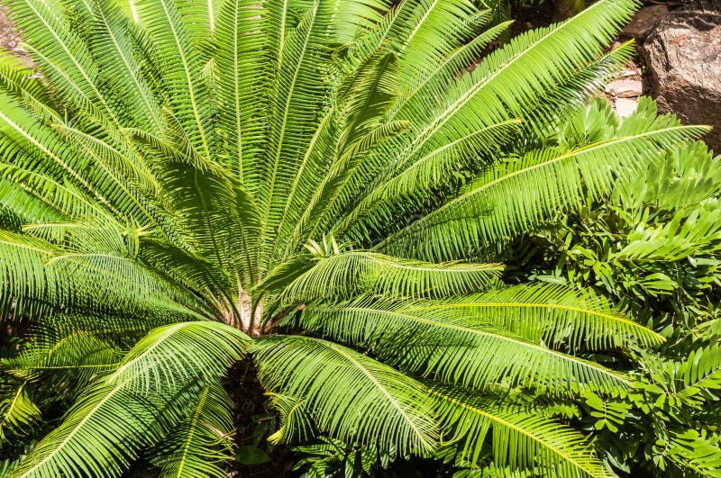 204 Cycads Green Leaf Garden Stock Photos - Free & Royalty-Free Stock ...