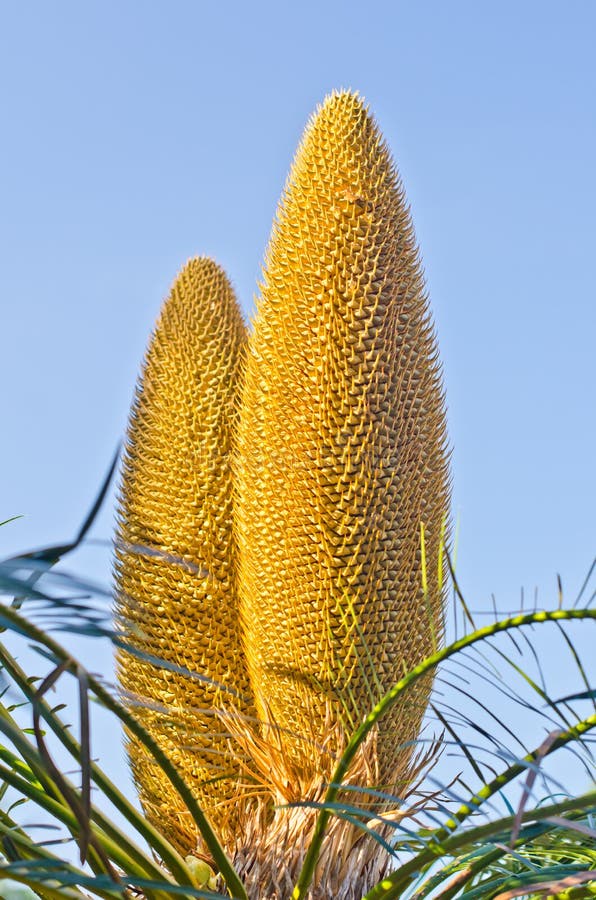 Cycads is a Palmlike Plant of Tropical and Subtropical Regions, Stock ...